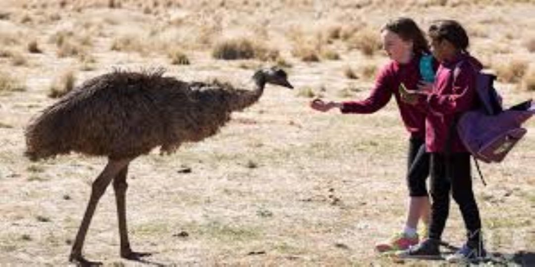 CANCELLED - EMU RUNNER - Noosa Film Society