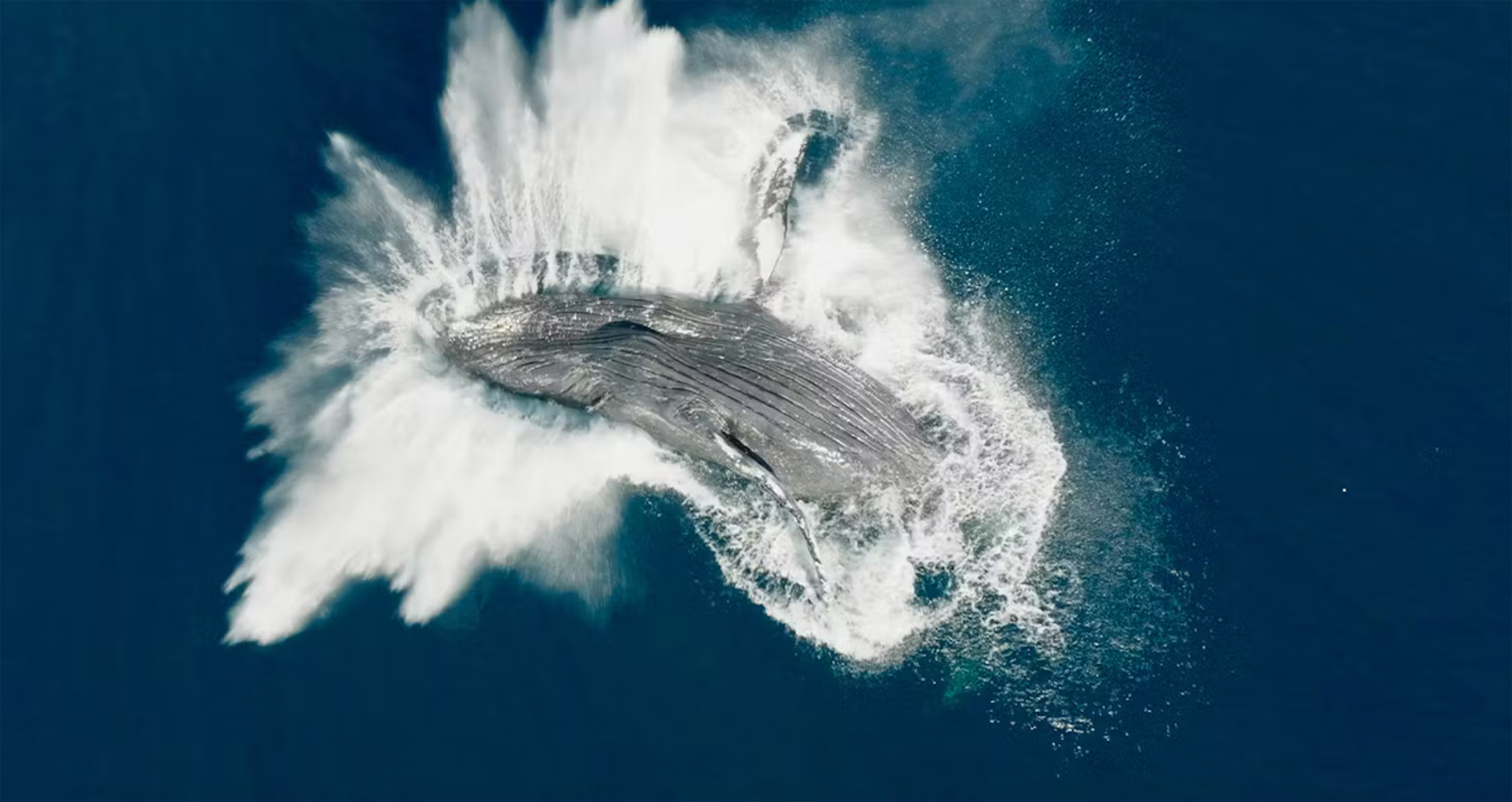 WHALE NATION - Noosa Film Society